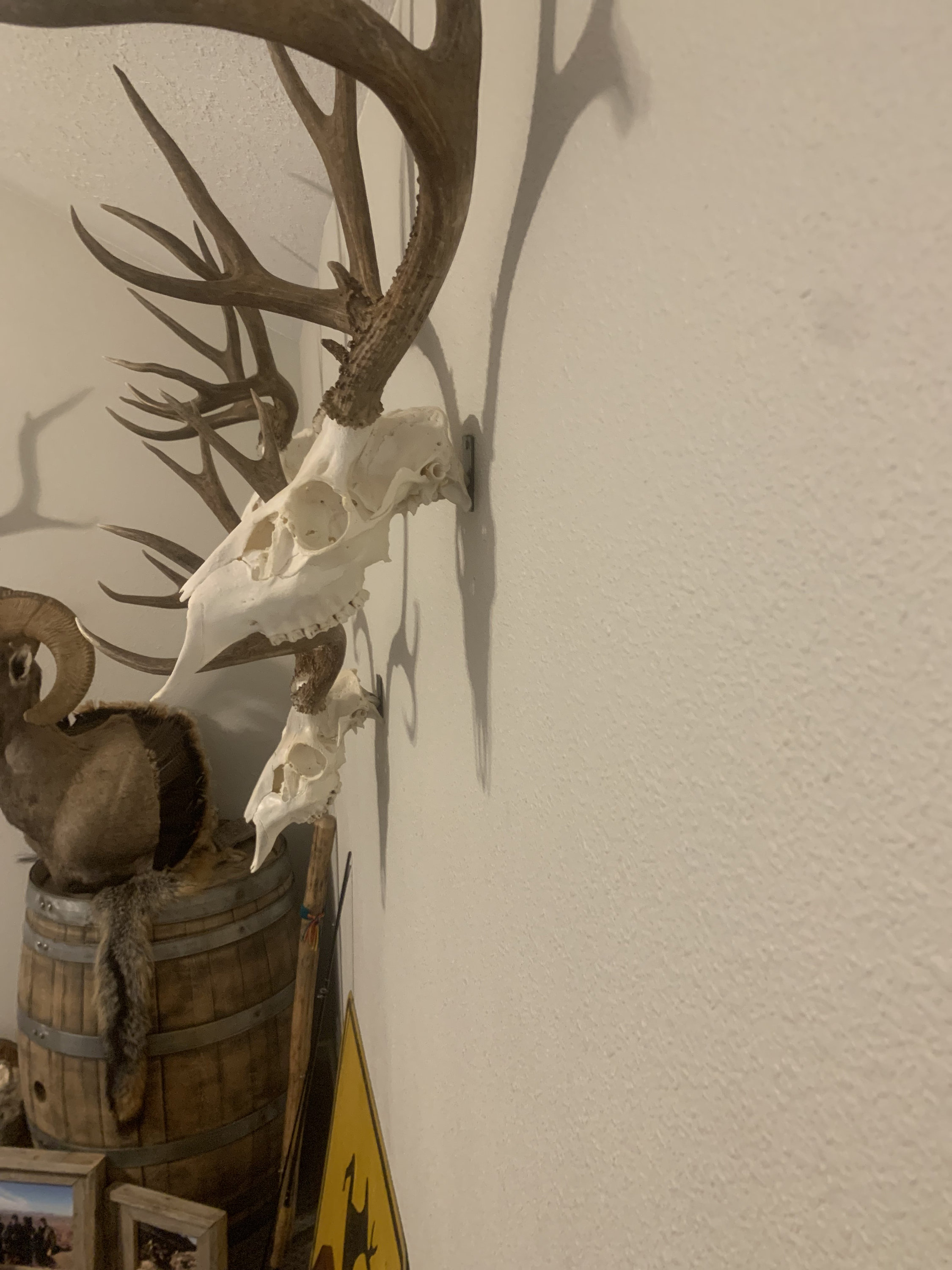 European Deer Mount's Pack(3) - Etsy