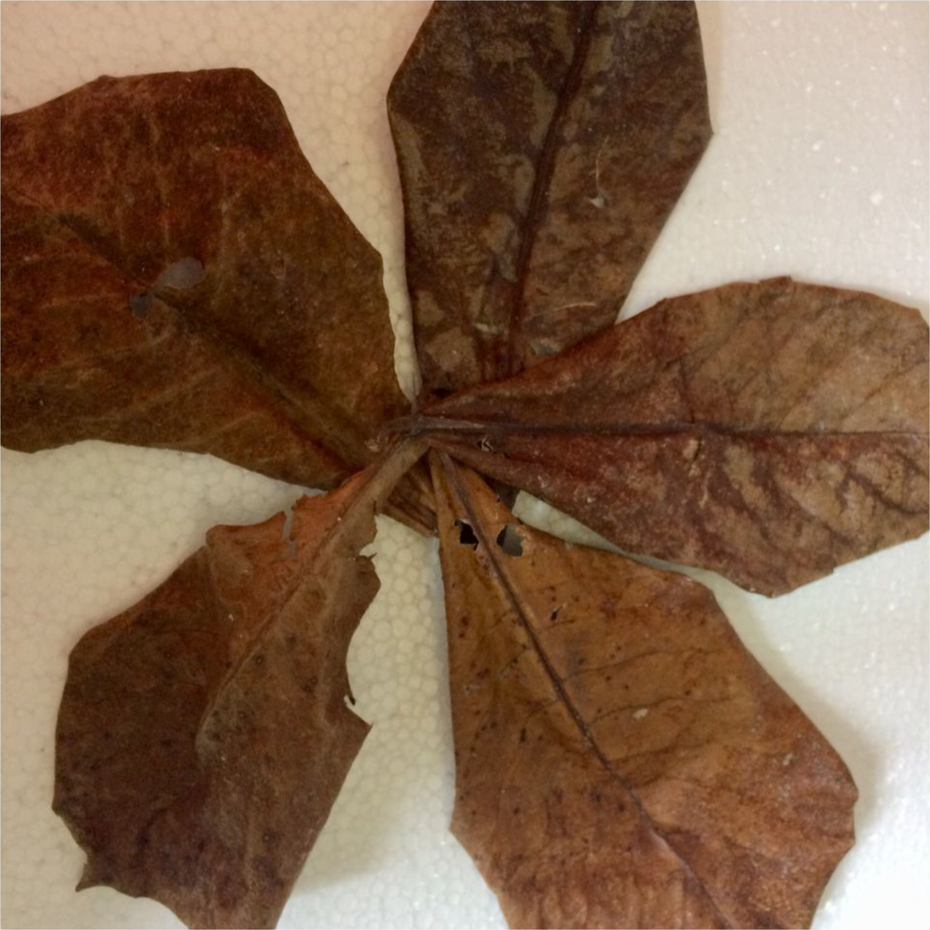 2x Indian Almond Catappa Leaves Extract for Bettas Black Water ...