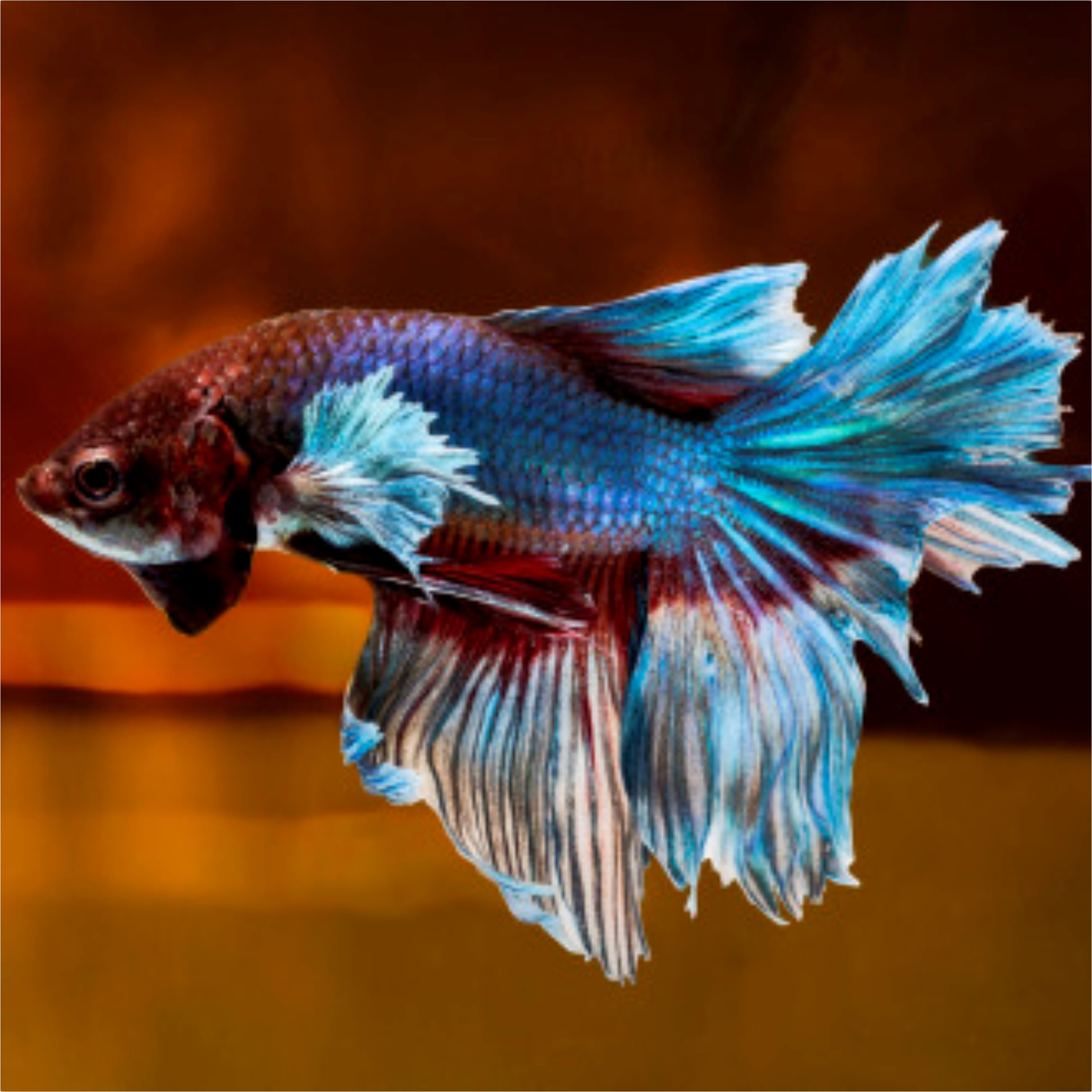 2x Indian Almond Catappa Leaves Extract for Bettas Black Water ...