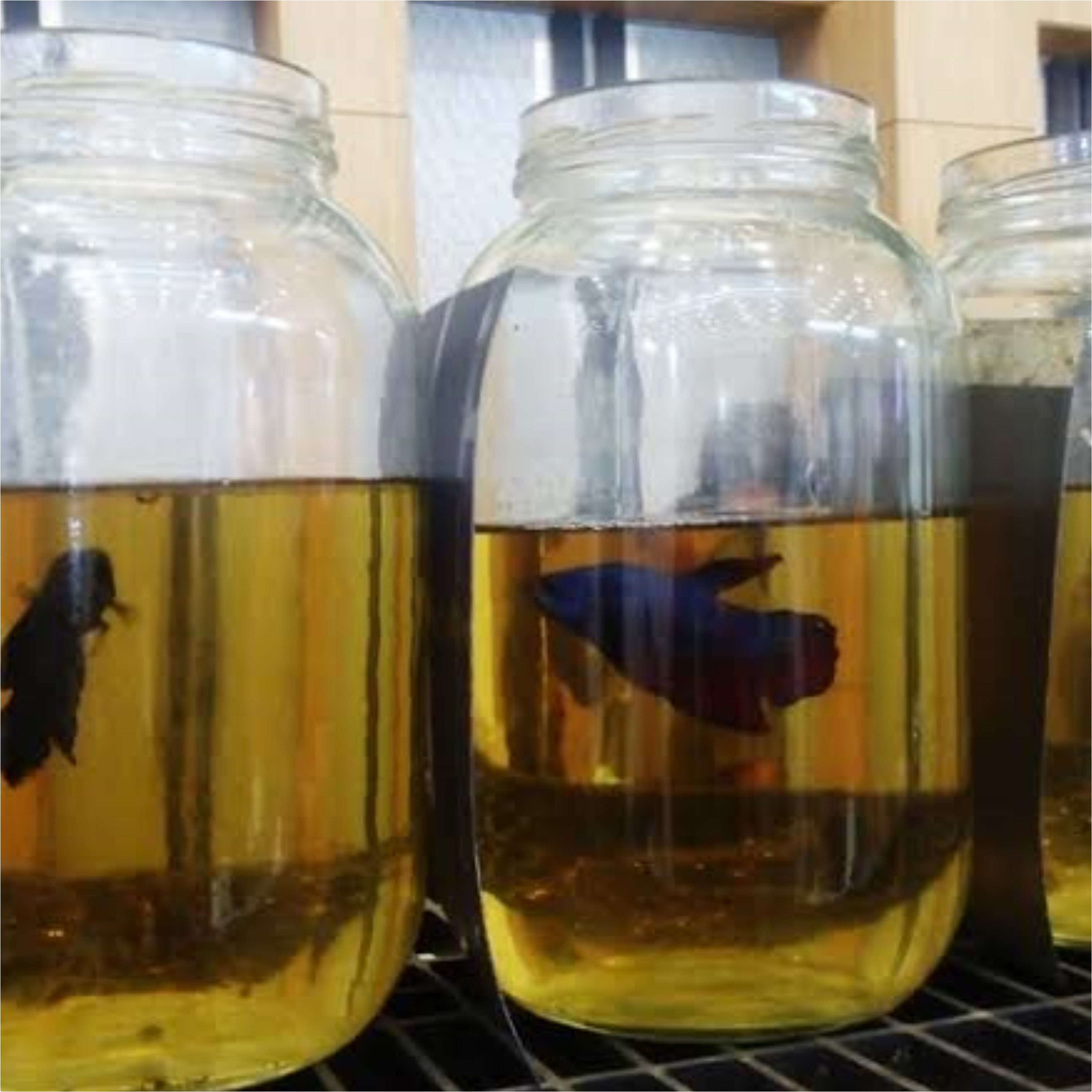 2x Indian Almond Catappa Leaves Extract for Bettas Black Water ...