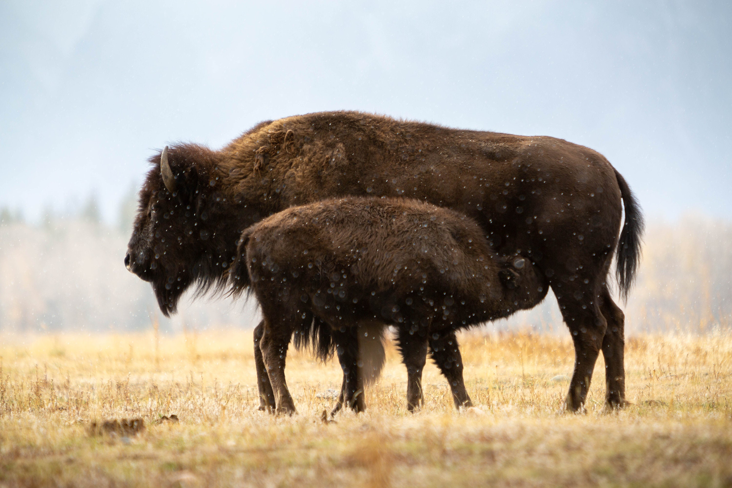 Baby American Bison