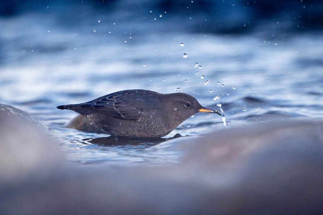 American Dipper Bird Print: Splashing River Wildlife Photography - Etsy