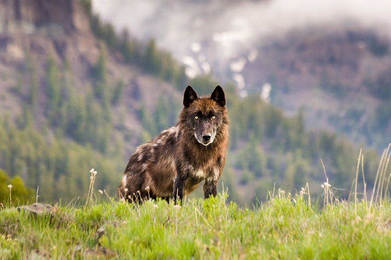 Yellowstone Wolf Photography Print: Black Wolf Portrait, Western Wall ...