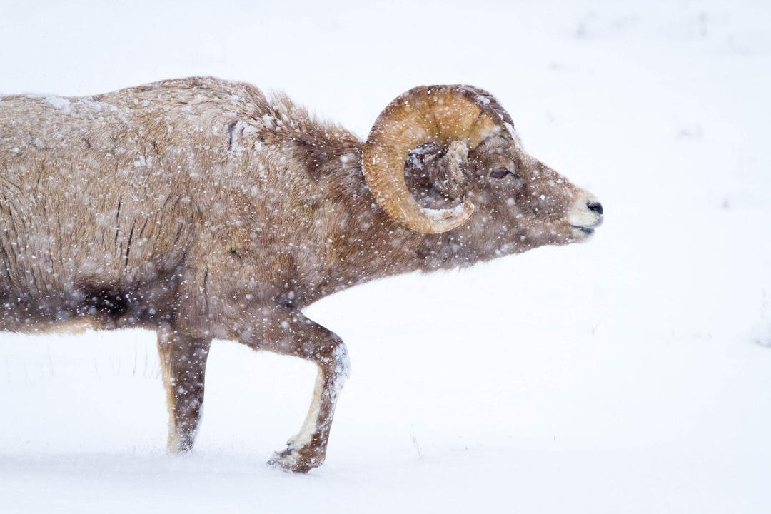 Bighorn Sheep Ram in Snow Photograph: Wyoming Winter Wall Art - Etsy