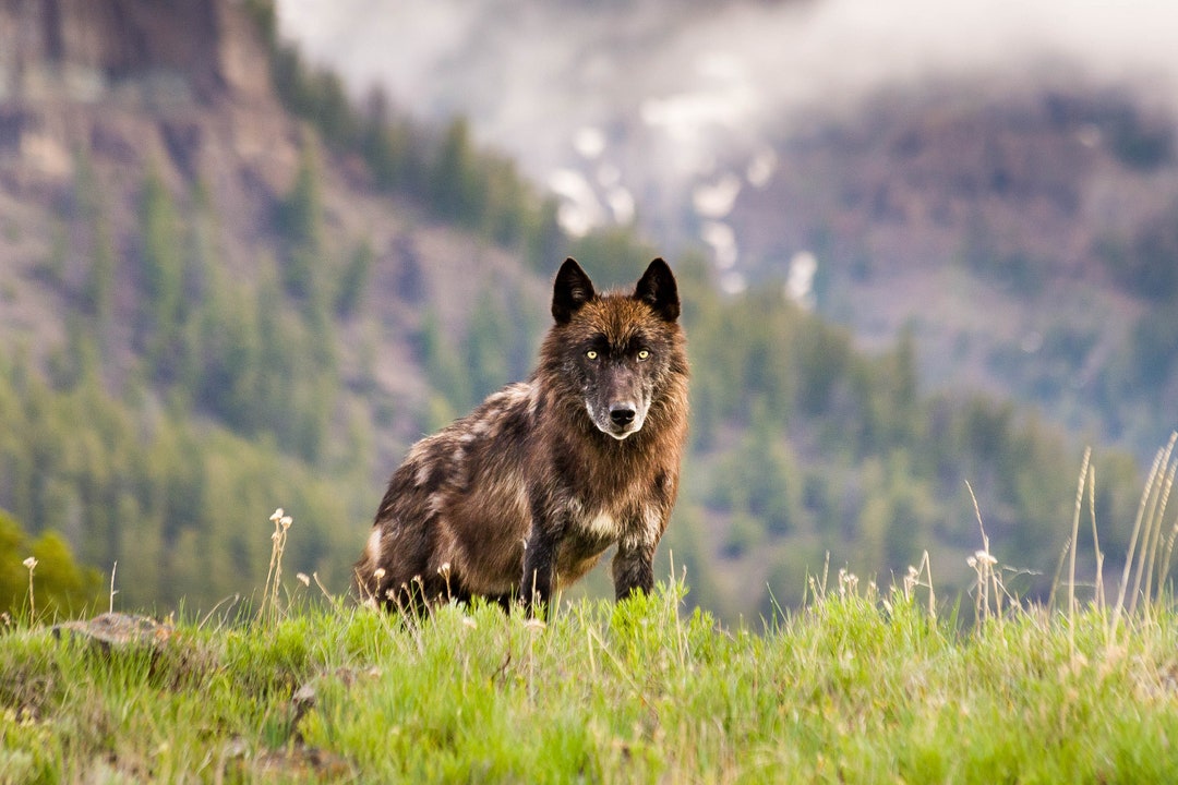 Black Wolf Wall Art Yellowstone National Park Photography 8x12 to 24x36 ...