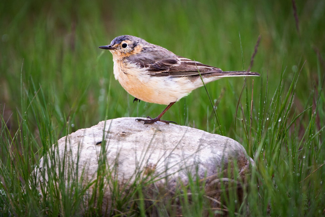 American Pipit Bird Photo Print: Wyoming Wildlife Art - Etsy