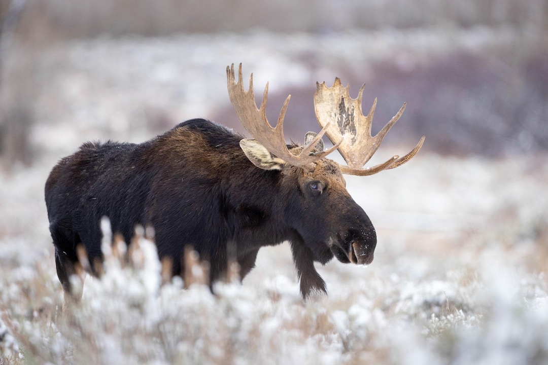 Bull Moose in Snow Photography Print - Grand Teton Wildlife Art - Etsy