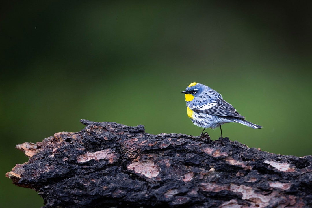 Yellow-rumped Warbler Photography Print: Nature Wall Art - Etsy
