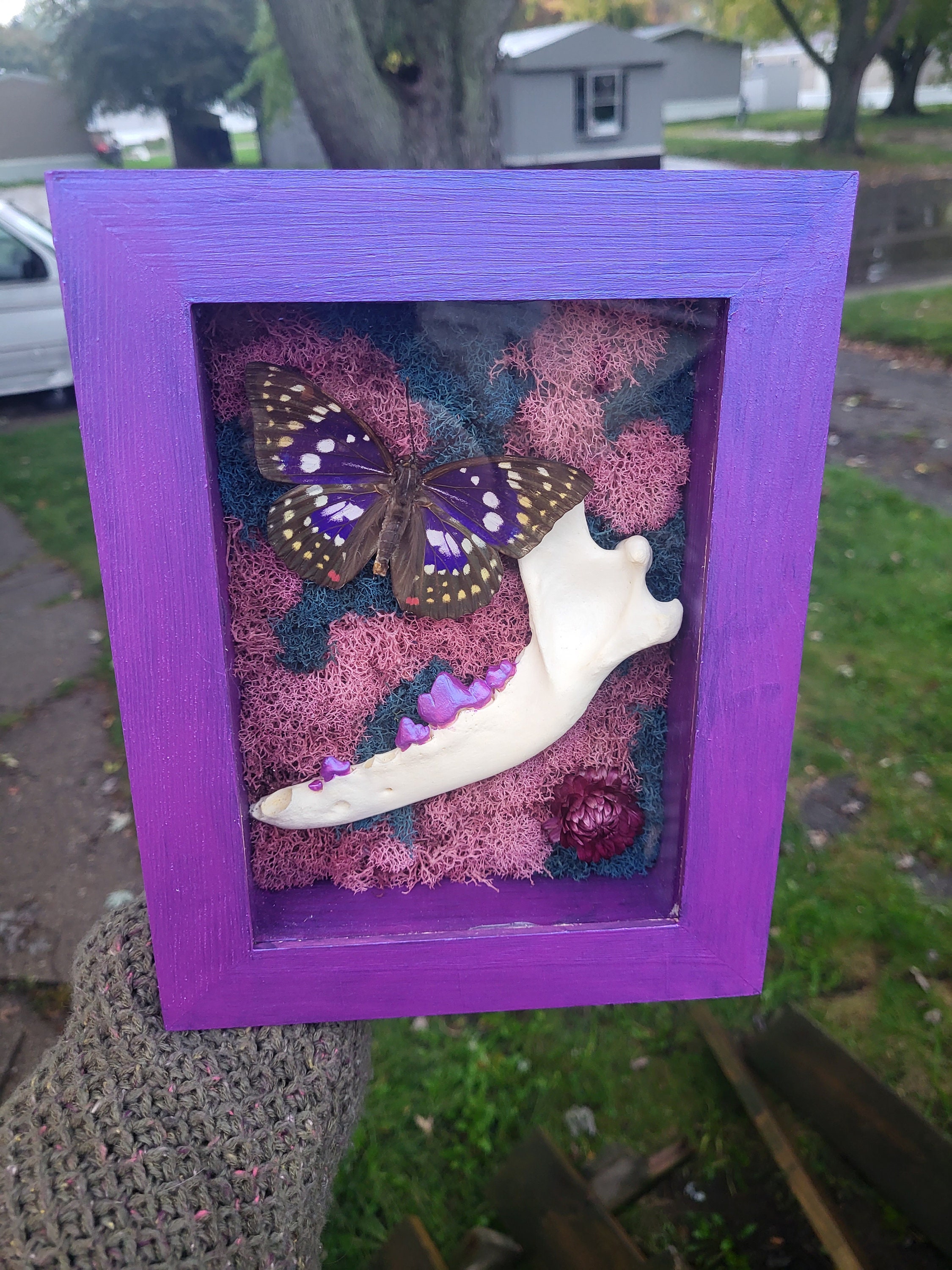 Coyote Jaw Bone & Butterfly Frame - Etsy