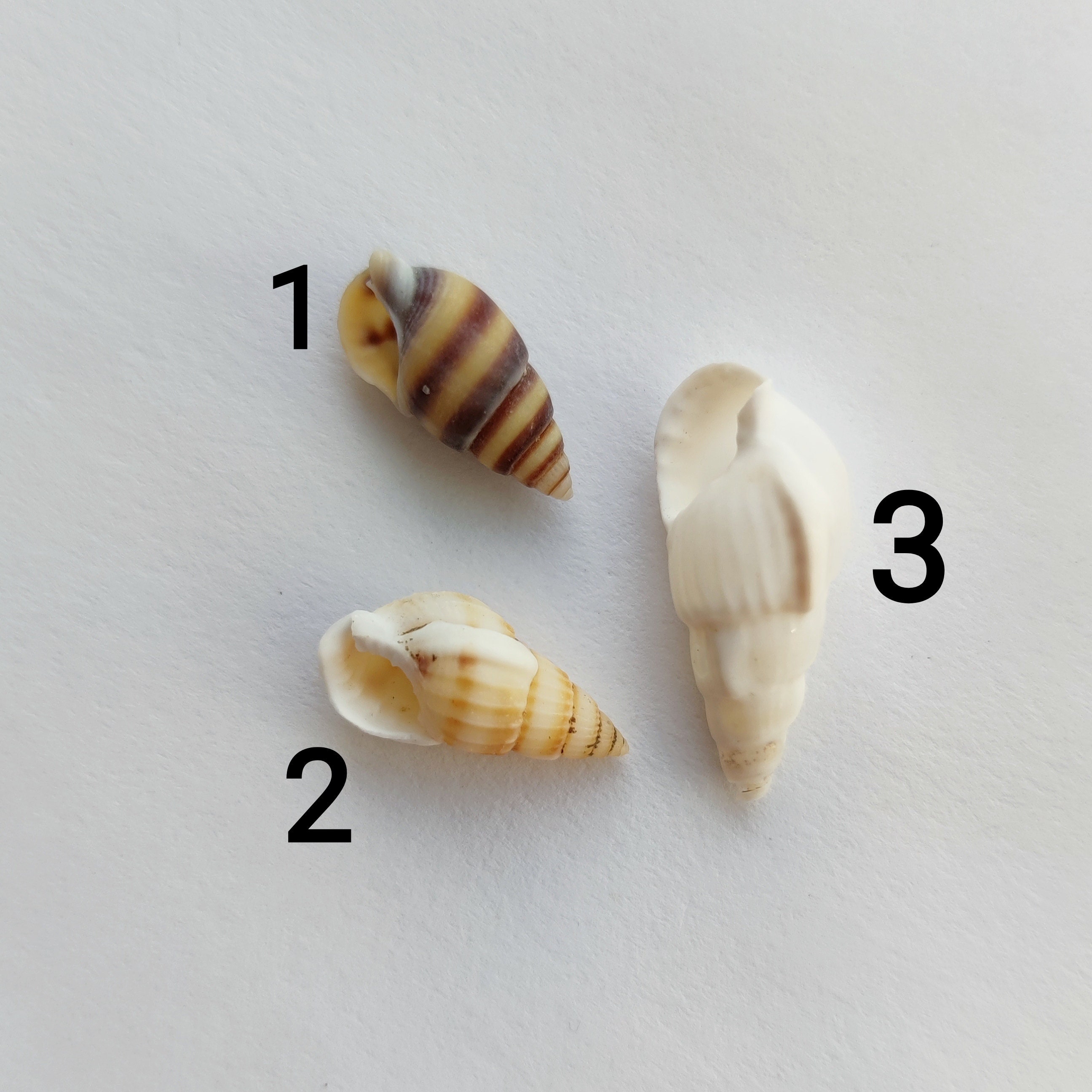 Resin Seashell buttons Real Sea shell marine Sewing buttons | Etsy