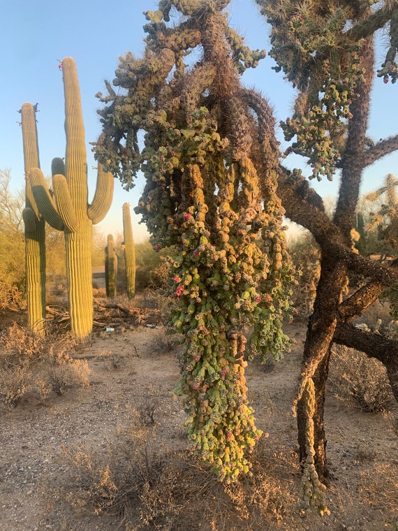 Chain Fruit Cholla Flower