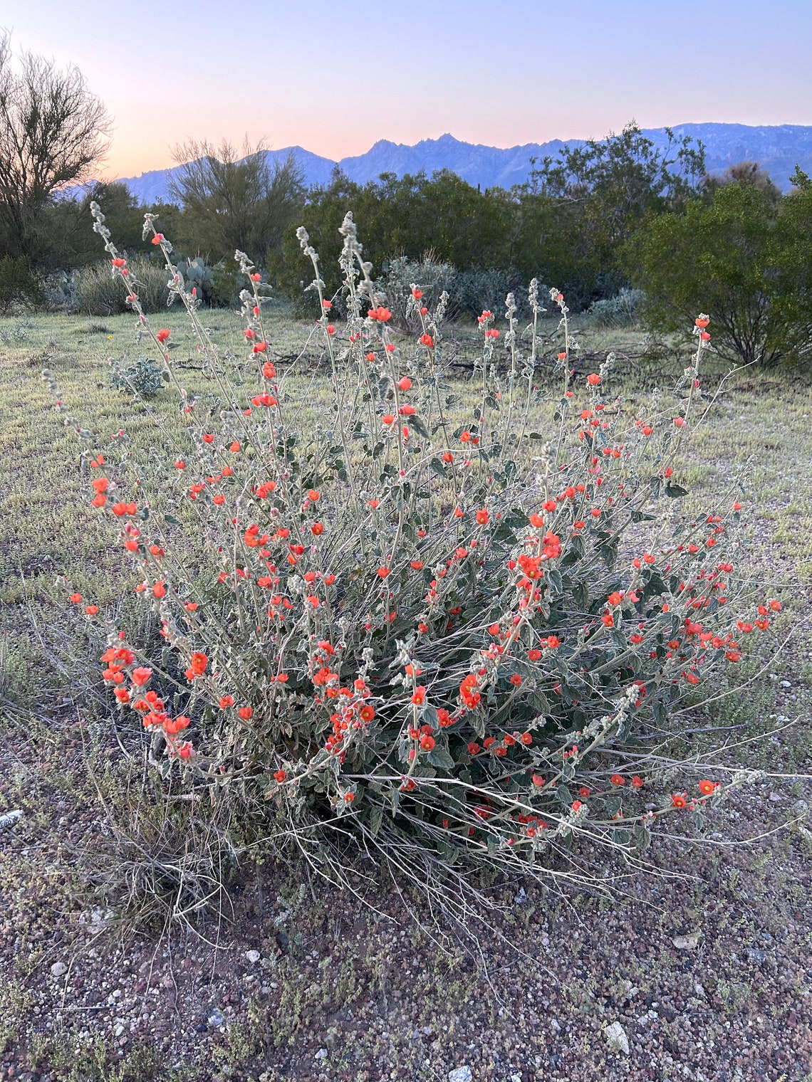SEEDS for Apricot Globe Mallow Flowering Plant ~ Native Arizona Sonoran ...