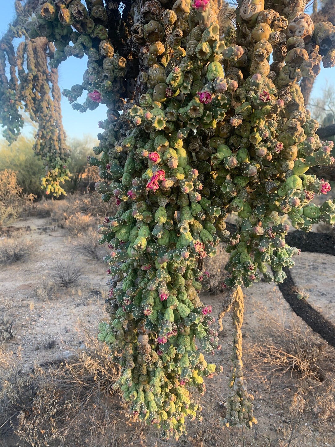 Hangfruit Cholla Cylindropuntia Fulgida Jumping Cholla Chainfruit ...