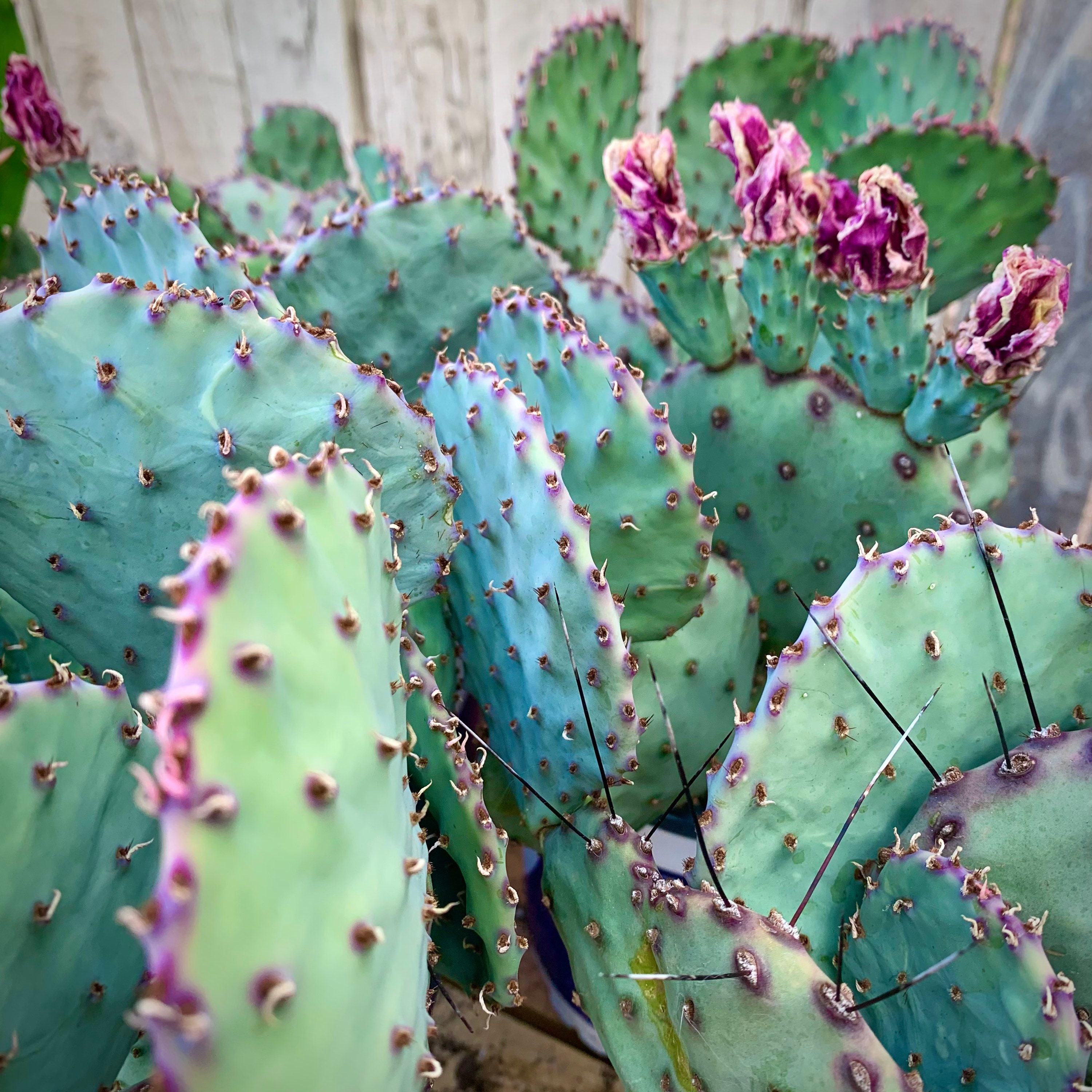Purple Prickly Pear Cactus