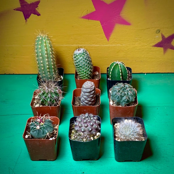 Cactus Gift - 60+ Gift Ideas for 2025