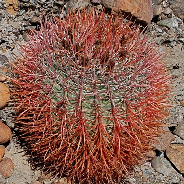 Shop Rare Cactus - Etsy