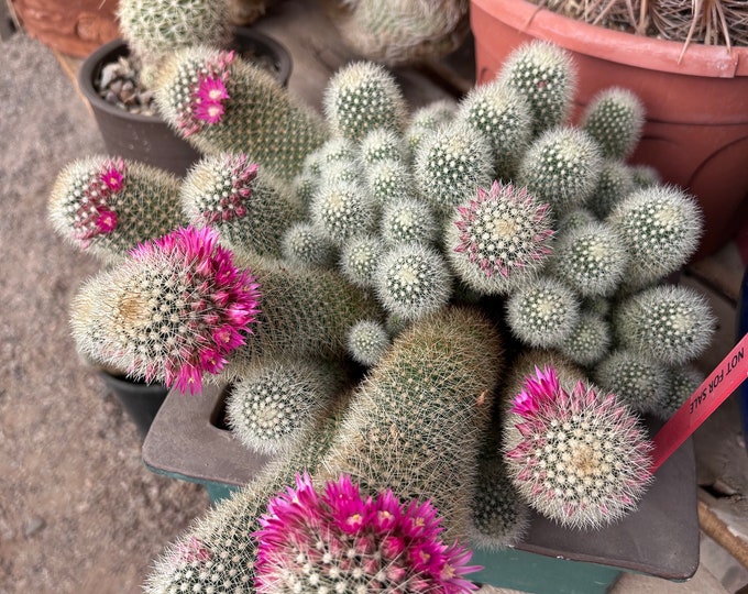 Mammillaria Round Ball Cactus Rare Succulent Live Plant - Etsy