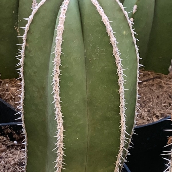 Fence Post Cactus - Etsy
