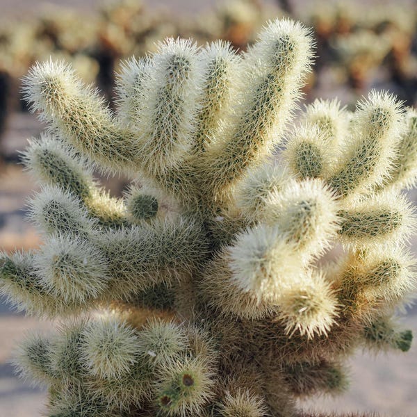 Cholla Cactus - Etsy