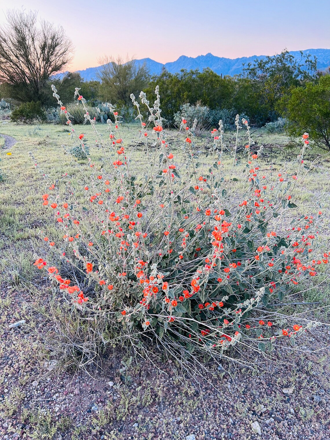 SEEDS for Apricot Globe Mallow Flowering Plant ~ Native Arizona Sonoran ...