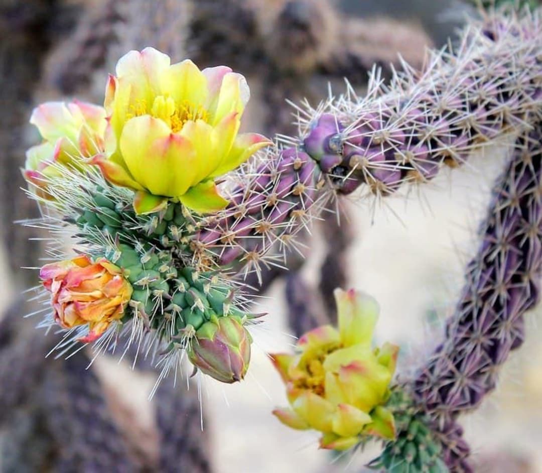 Purple Staghorn Cholla - Cylindropuntia Versicolor - Wild Grown in ...