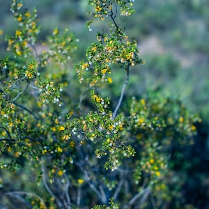 SEEDS for Desert Rain Plant ~ Creosote Chaparral Bush ~ Raw Bouquet ...