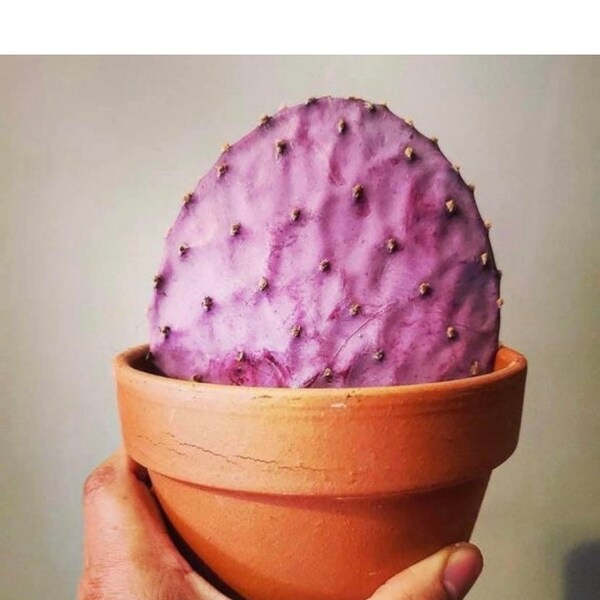 Purple Cactus - Etsy