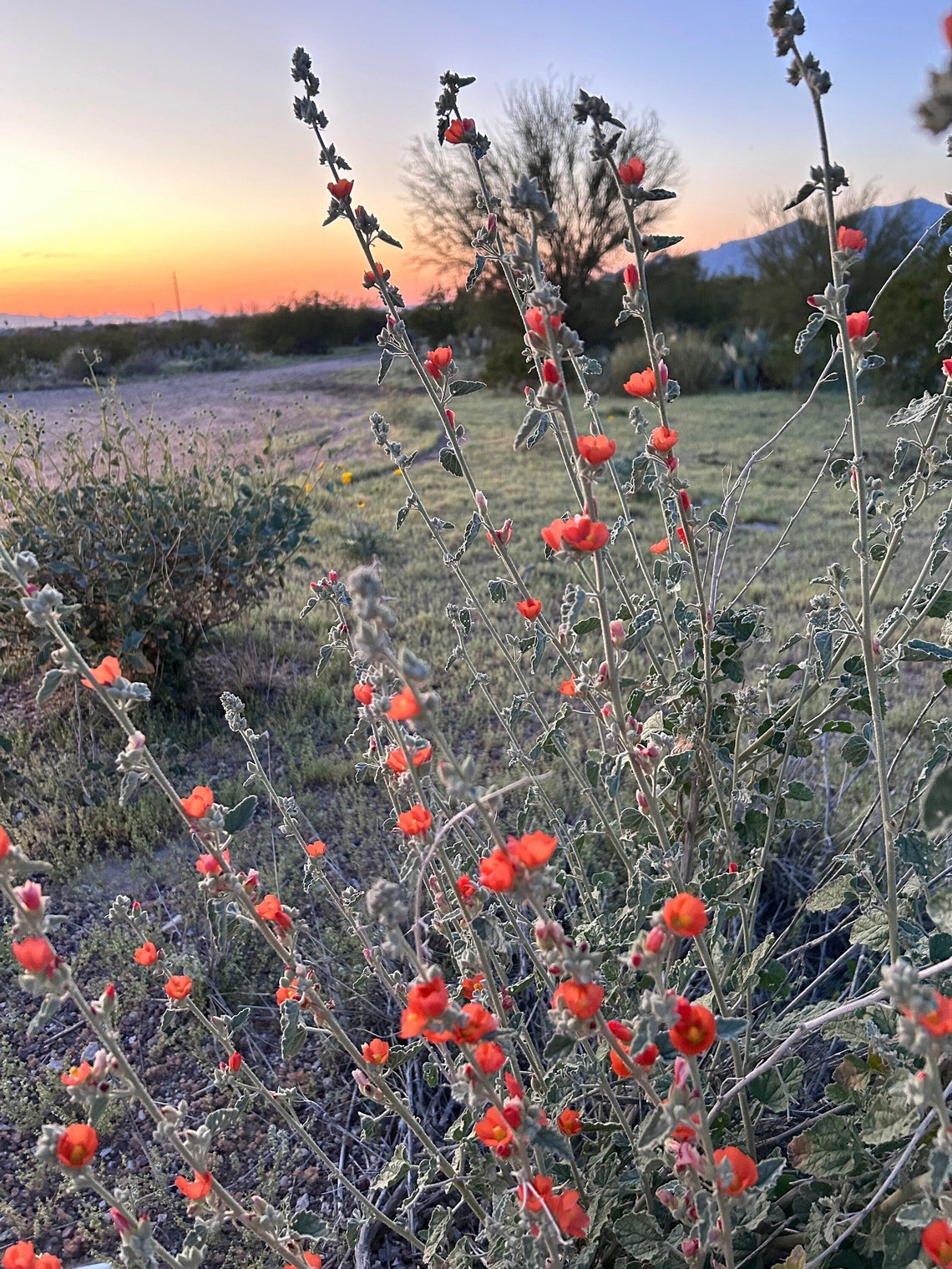 SEEDS for Apricot Globe Mallow Flowering Plant ~ Native Arizona Sonoran ...