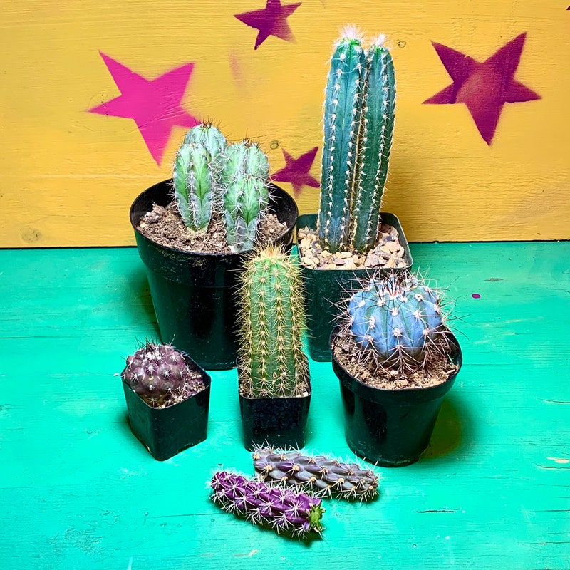 Cactus Arrangement - Etsy