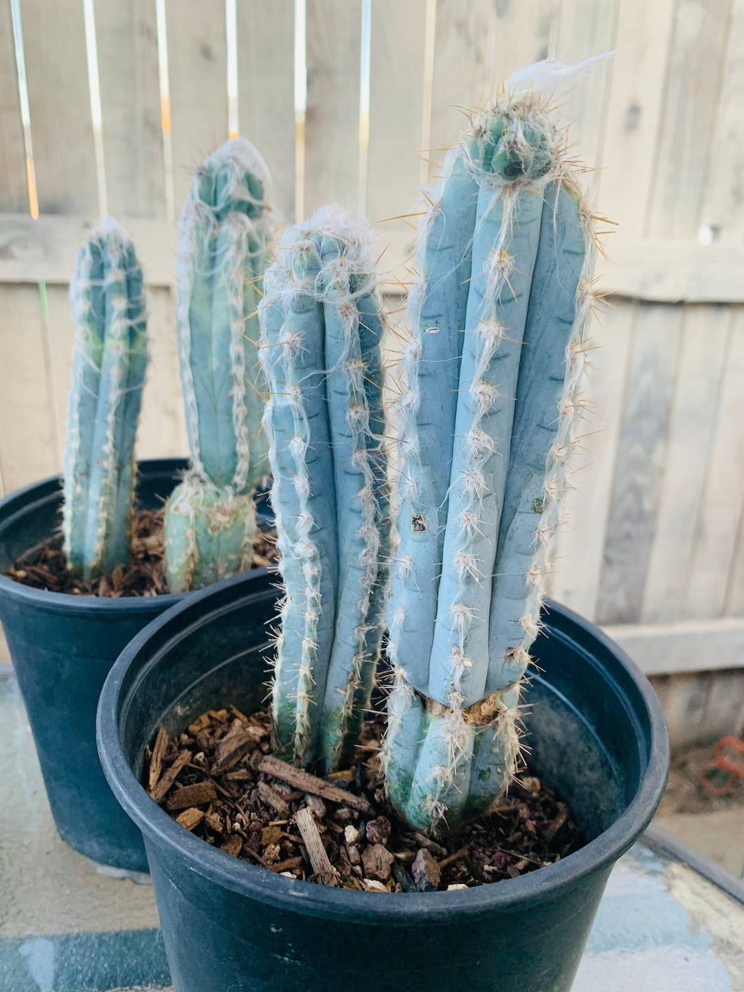 Blue Ghost Cactus - Pilosocereus Pachycladus ~ Rare Blue Cactus White ...