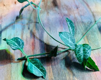 String of Spades - Etsy