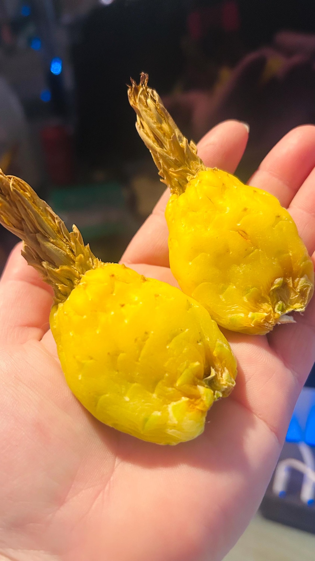 Candy Barrel Cactus Fruit ~ Native Arizona Traditional Indigenous ...