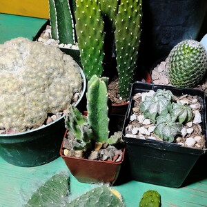 The Ouchless Box ~ Spineless Easy Handling Cactus Selection ~ Grower's ...