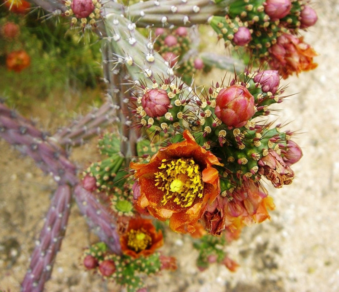 Purple Staghorn Cholla - Cylindropuntia Versicolor - Wild Grown in ...