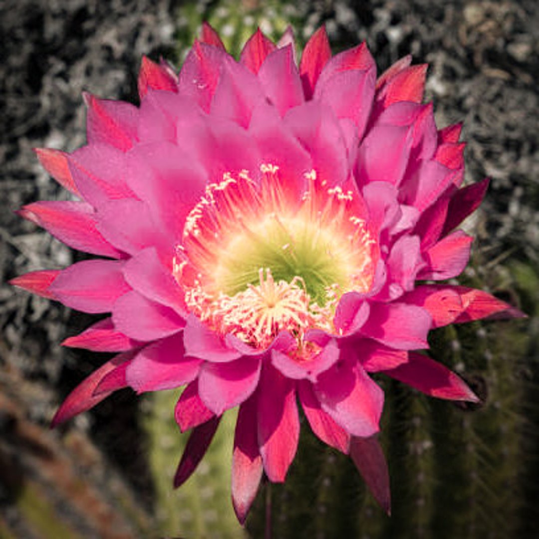 SEEDS for "neon Sunset" Flowering Cactus Trichocereus Grandiflorus ...