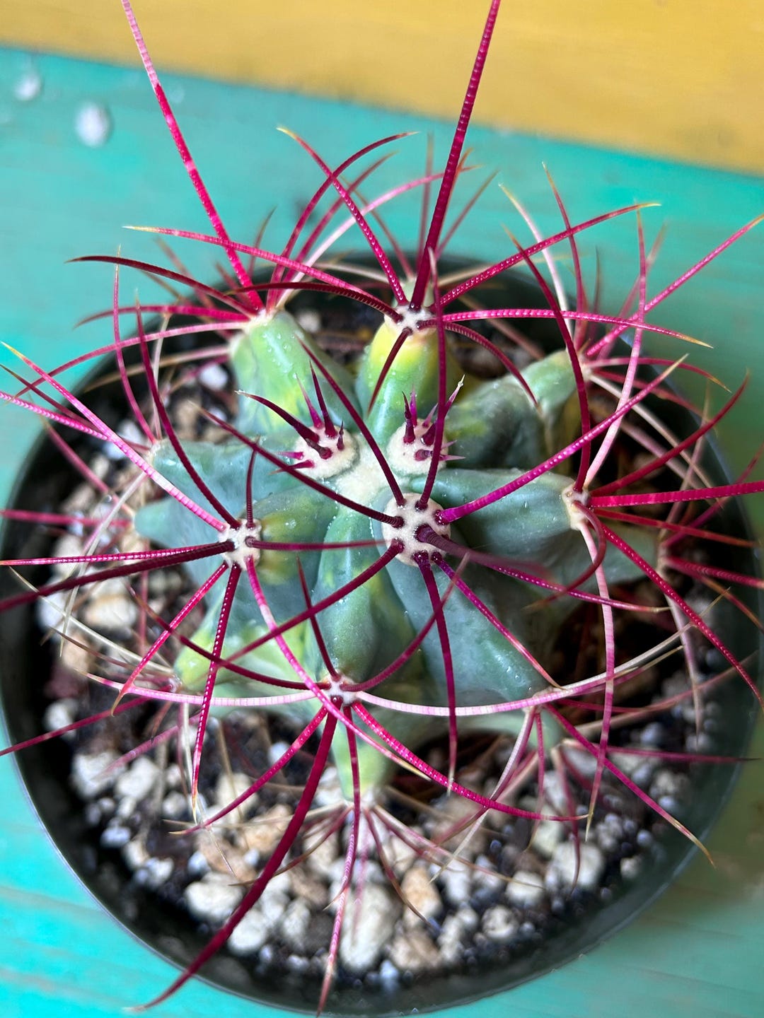 Rare Variegated California Compass Barrel Cactus ~ Ferocactus ...