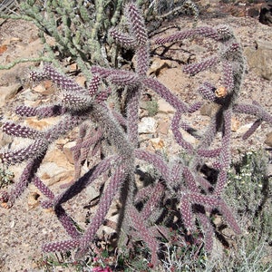 Purple Cane Cholla - Walkingstick Cactus - Cylindropuntia Spinosior ...