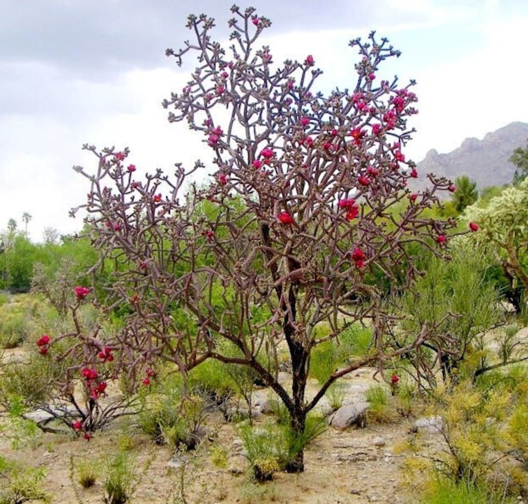 Purple Staghorn Cholla Cylindropuntia Versicolor Wild Grown in Arizona ...