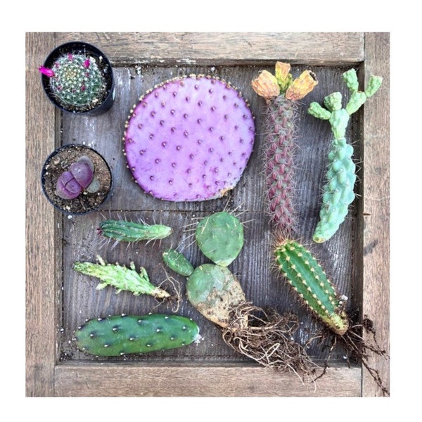 Cactus - Etsy