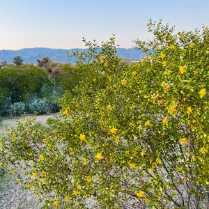 SEEDS for Desert Rain Plant ~ Creosote Chaparral Bush ~ Raw Bouquet ...