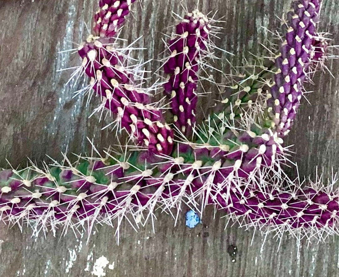 Purple Staghorn Cholla Cylindropuntia Versicolor Wild - Etsy