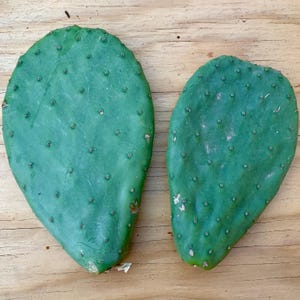 Spineless "burbank" Prickly Pear - Opuntia Ficus-indica 'burbank ...