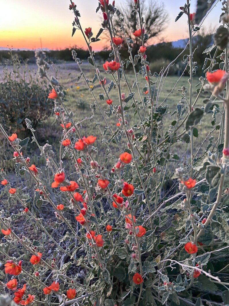SEEDS for Apricot Globe Mallow Flowering Plant ~ Native Arizona Sonoran ...