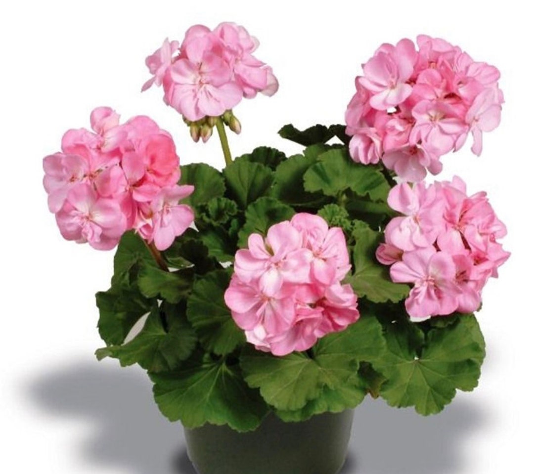 Dented Pale Coral/pink Geranium. Four 5-7inch Cuttings. Roots Easily ...