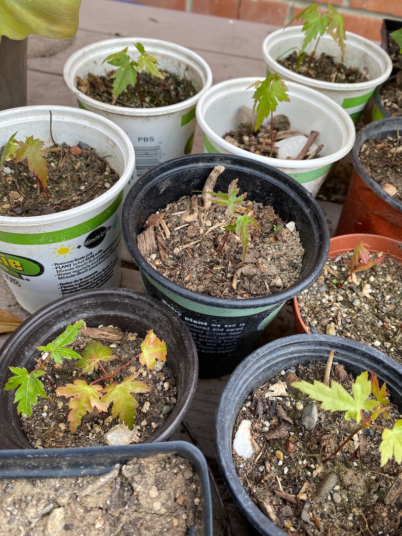 Japanese Maple Seeds. Rare! Dissected Japanese Maple Tree (acer ...