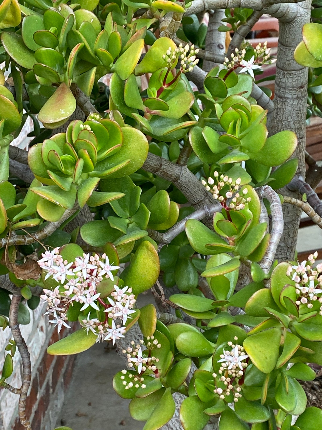 Flowering Succulent Fresh Jade Cuttings! 2024. the Jade the Cuttings ...