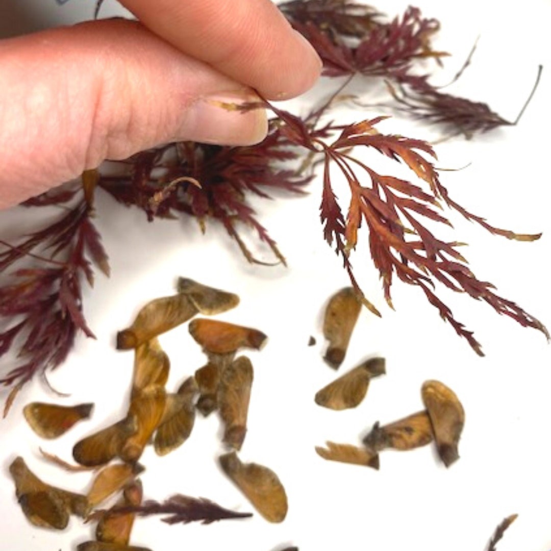 Rare Japanese Maple Seeds - Etsy