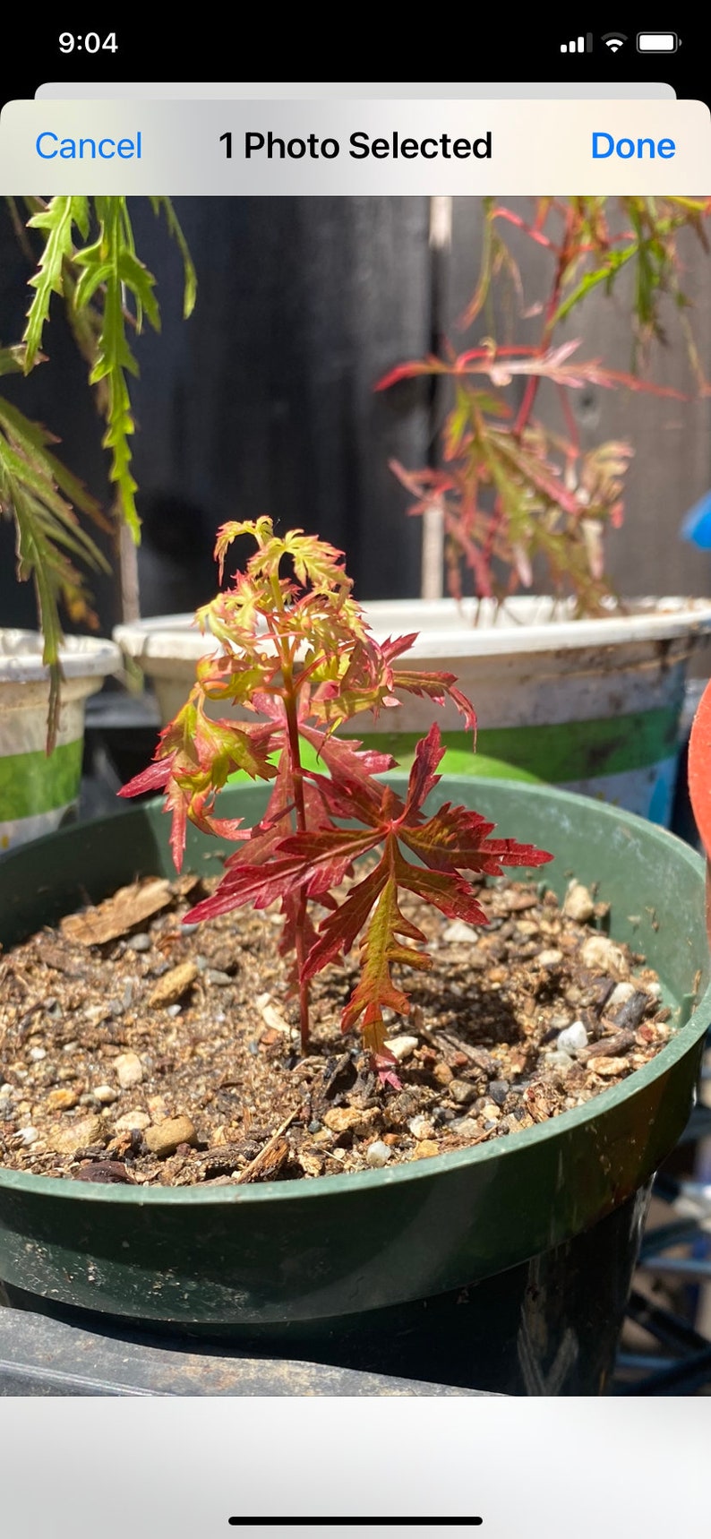 Japanese Maple Seeds. Rare! Dissected Japanese Maple Tree (acer ...