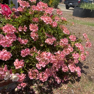 Pink Coral Geranium Seeds - Etsy