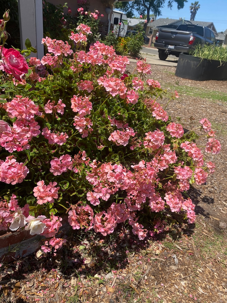 Pink Coral Geranium Seeds - Etsy